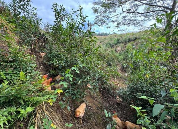 田鸡怎么养殖_田鸡养殖技术要点-第3张图片-山城妙识 田鸡怎么养殖_田鸡养殖技术要点-第3张图片-山城妙识