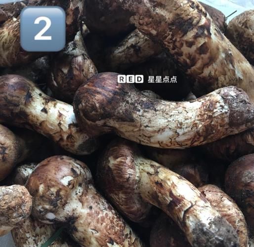 鲜松茸怎么清洗_鲜松茸炖汤做法-第1张图片-山城妙识