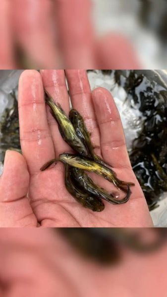 黄骨鱼养殖技术及成本_黄骨鱼养殖利润怎么样-第1张图片-山城妙识