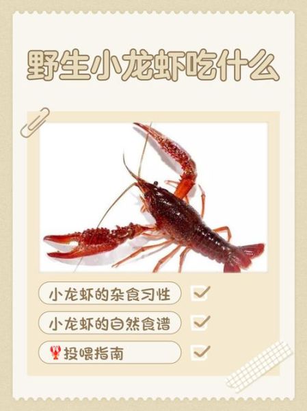 野生小龙虾能吃吗_野生小龙虾怎么处理才安全-第1张图片-山城妙识 野生小龙虾能吃吗_野生小龙虾怎么处理才安全-第1张图片-山城妙识