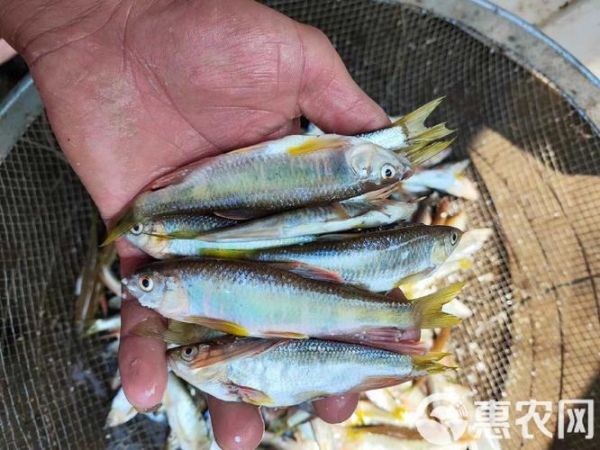 小嘴鱼是什么鱼_小嘴鱼产地在哪里-第2张图片-山城妙识
