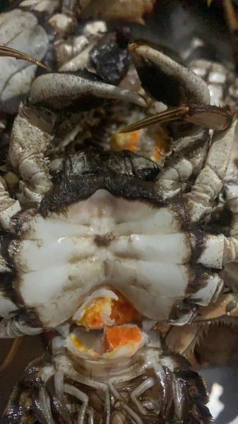盘锦河蟹什么时候最肥_如何挑选正宗盘锦河蟹-第2张图片-山城妙识 盘锦河蟹什么时候最肥_如何挑选正宗盘锦河蟹-第2张图片-山城妙识