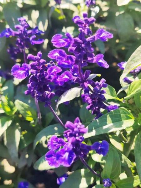 鼠尾草图片大全_鼠尾草长什么样-第1张图片-山城妙识