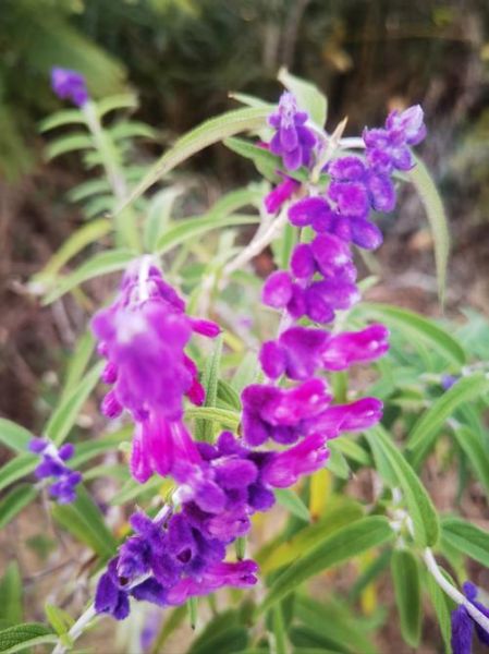 鼠尾草图片大全_鼠尾草长什么样-第3张图片-山城妙识