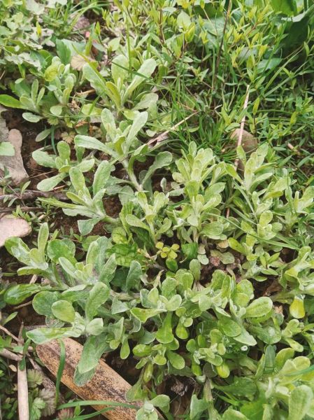 清明草长什么样_清明草图片如何辨认-第1张图片-山城妙识