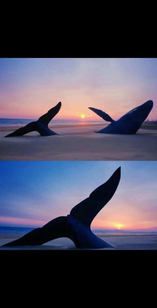 鲸鱼图片唯美_如何拍出治愈系氛围-第1张图片-山城妙识