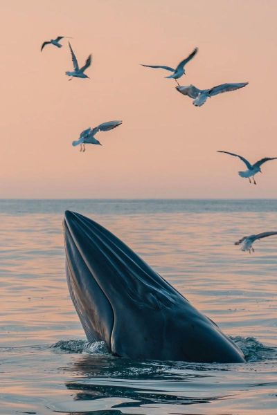 鲸鱼图片唯美_如何拍出治愈系氛围-第2张图片-山城妙识