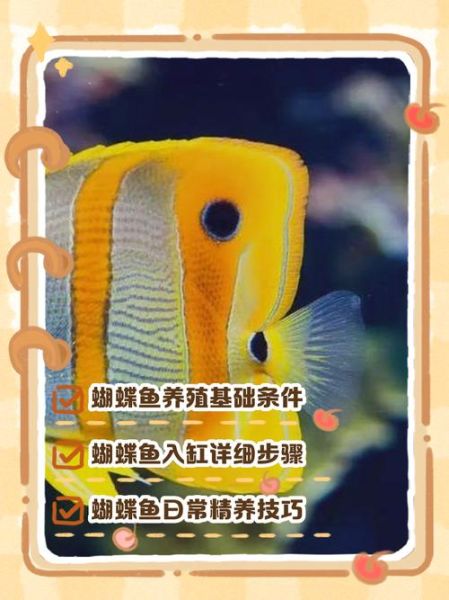 蝴蝶鱼怎么养_蝴蝶鱼能和什么鱼混养-第1张图片-山城妙识 蝴蝶鱼怎么养_蝴蝶鱼能和什么鱼混养-第1张图片-山城妙识