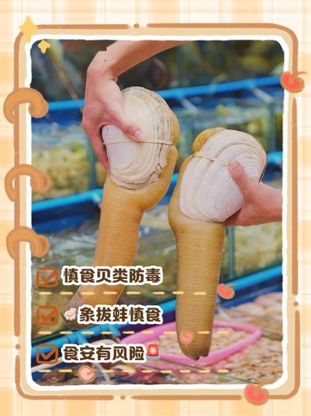 象拔蚌多少钱一斤_象拔蚌价格为什么差距大-第1张图片-山城妙识