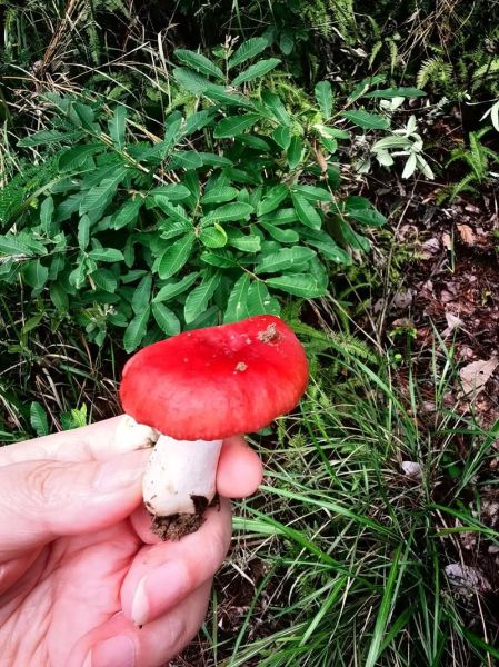 红伞伞白杆杆是什么蘑菇_中毒症状多久出现-第1张图片-山城妙识 红伞伞白杆杆是什么蘑菇_中毒症状多久出现-第1张图片-山城妙识