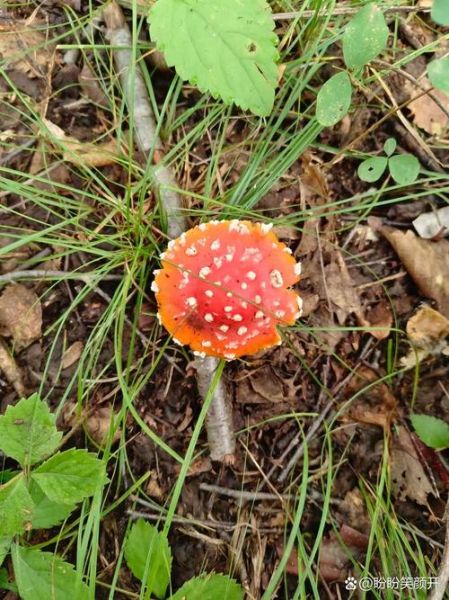 红伞伞白杆杆是什么蘑菇_中毒症状多久出现-第3张图片-山城妙识 红伞伞白杆杆是什么蘑菇_中毒症状多久出现-第3张图片-山城妙识