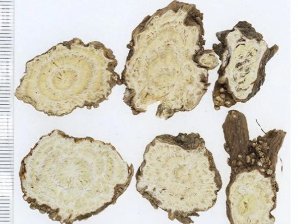 沙参长什么样子_沙参图片大全怎么辨别真假-第3张图片-山城妙识