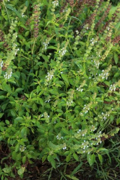 荆芥菜图片_荆芥菜长什么样-第1张图片-山城妙识 荆芥菜图片_荆芥菜长什么样-第1张图片-山城妙识