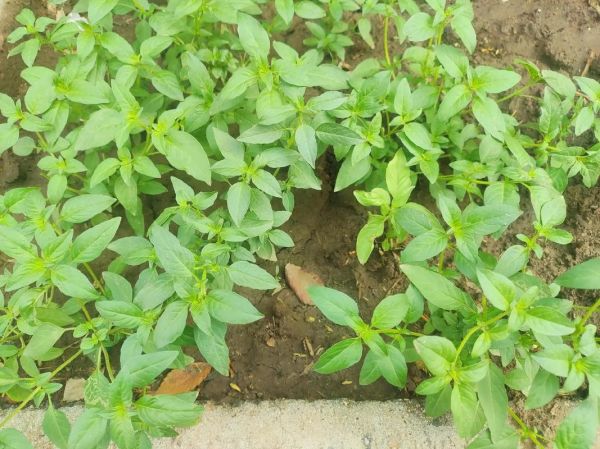 荆芥菜图片_荆芥菜长什么样-第2张图片-山城妙识 荆芥菜图片_荆芥菜长什么样-第2张图片-山城妙识