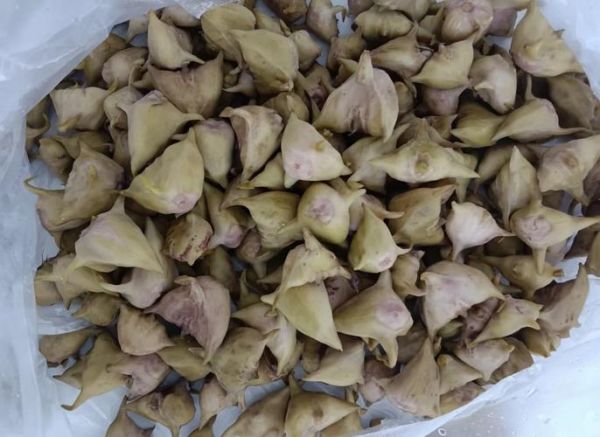 菱角品种有哪些_菱角图片大全怎么区分-第2张图片-山城妙识 菱角品种有哪些_菱角图片大全怎么区分-第2张图片-山城妙识