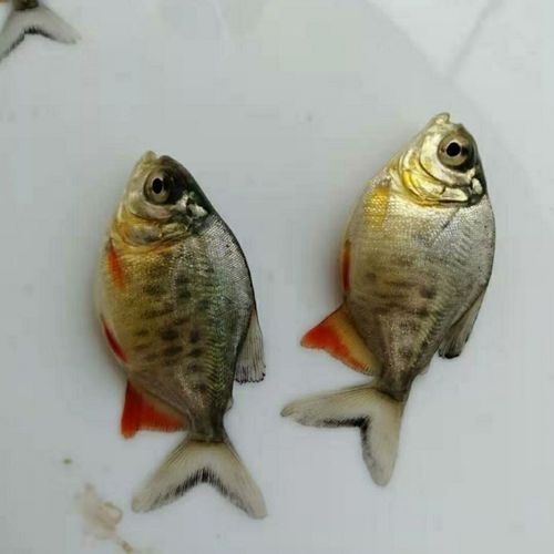 红鲳鱼是什么鱼_红鲳鱼与金鲳鱼的区别-第3张图片-山城妙识