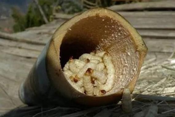 竹虫怎么养殖_竹虫价格多少钱一斤-第1张图片-山城妙识