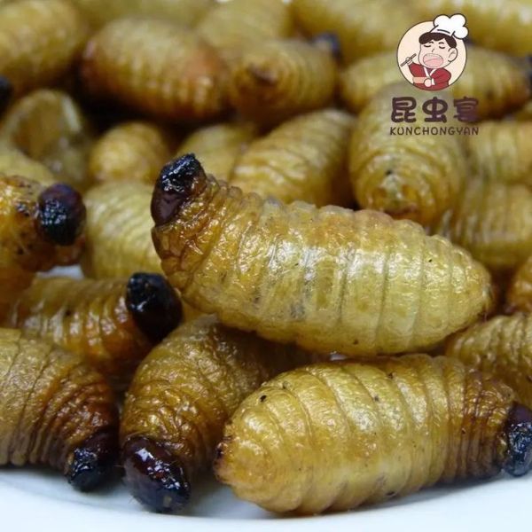 竹虫怎么养殖_竹虫价格多少钱一斤-第3张图片-山城妙识