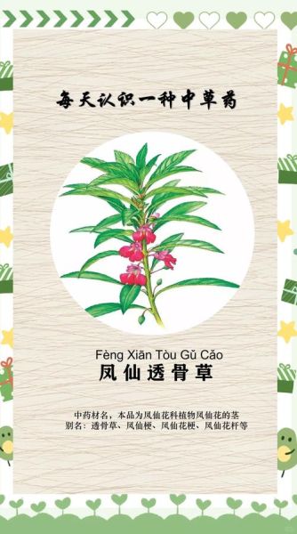 透骨草的功效与作用_透骨草能治什么病-第2张图片-山城妙识