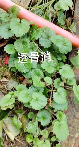 透骨草的功效与作用_透骨草能治什么病-第1张图片-山城妙识