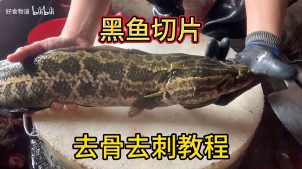 黑鱼怎么切鱼片_黑鱼切片技巧-第1张图片-山城妙识
