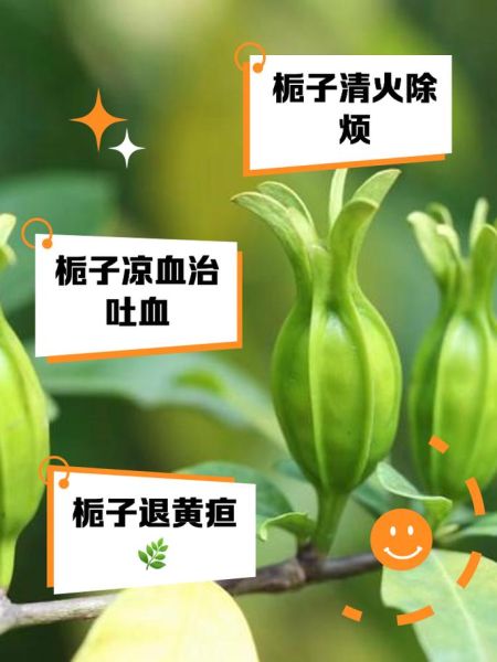 栀子有什么功效与作用_栀子泡水喝的禁忌-第3张图片-山城妙识 栀子有什么功效与作用_栀子泡水喝的禁忌-第3张图片-山城妙识