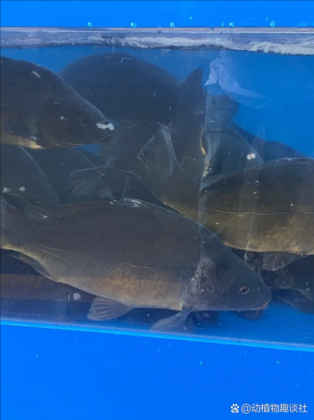 三道鳞刺多吗_三道鳞适合孩子吃吗-第1张图片-山城妙识