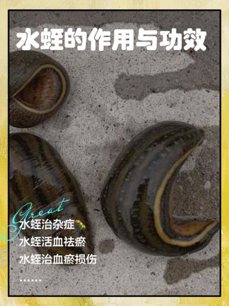 蚂蟥和水蛭的区别_蚂蟥是水蛭吗-第1张图片-山城妙识 蚂蟥和水蛭的区别_蚂蟥是水蛭吗-第1张图片-山城妙识