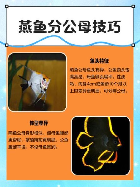 海燕鱼是海鱼还是淡水鱼_海燕鱼生长环境揭秘-第1张图片-山城妙识