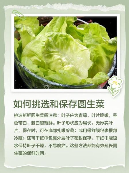 圆生菜的功效与作用_圆生菜的禁忌有哪些-第1张图片-山城妙识