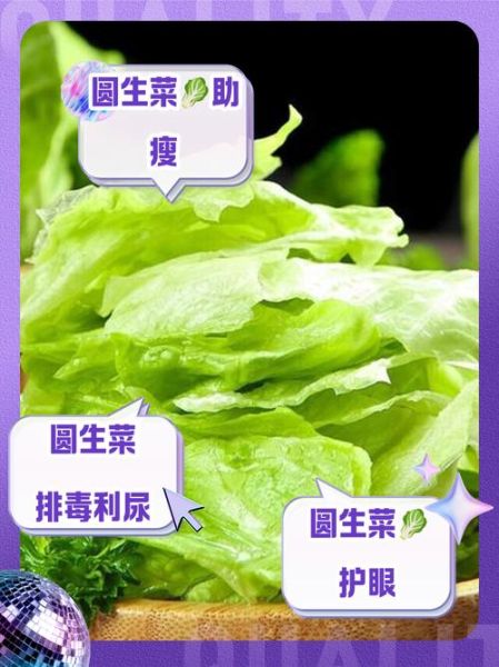 圆生菜的功效与作用_圆生菜的禁忌有哪些-第2张图片-山城妙识