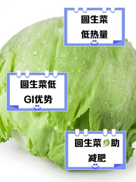 圆生菜的功效与作用_圆生菜的禁忌有哪些-第3张图片-山城妙识