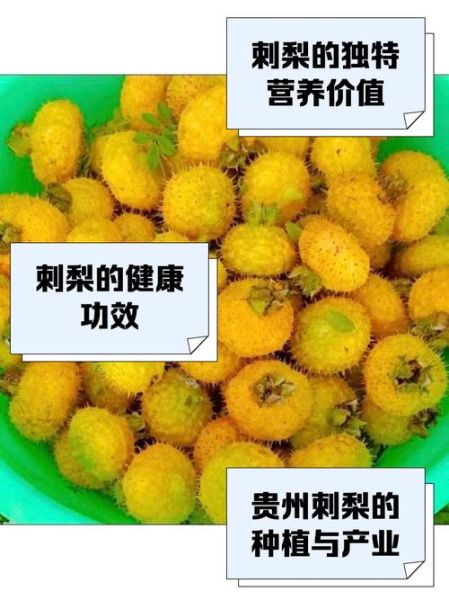 贵州刺梨骗局是真的吗_如何辨别刺梨骗局-第1张图片-山城妙识 贵州刺梨骗局是真的吗_如何辨别刺梨骗局-第1张图片-山城妙识