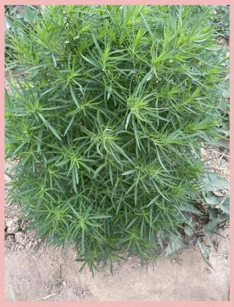 扫帚苗的功效与禁忌_扫帚苗怎么吃才安全-第3张图片-山城妙识 扫帚苗的功效与禁忌_扫帚苗怎么吃才安全-第3张图片-山城妙识