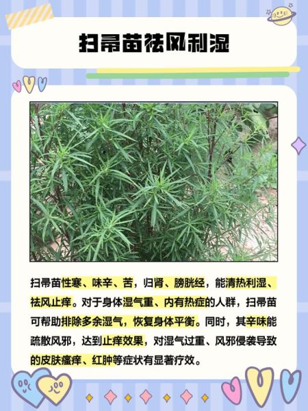 扫帚苗的功效与禁忌_扫帚苗怎么吃才安全-第1张图片-山城妙识 扫帚苗的功效与禁忌_扫帚苗怎么吃才安全-第1张图片-山城妙识