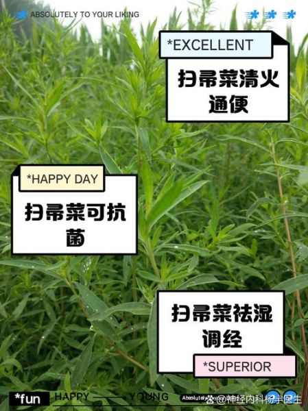 扫帚苗的功效与禁忌_扫帚苗怎么吃才安全-第2张图片-山城妙识 扫帚苗的功效与禁忌_扫帚苗怎么吃才安全-第2张图片-山城妙识