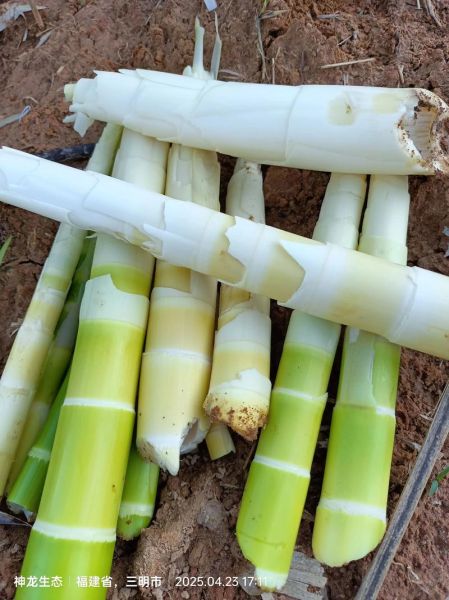 苦竹笋怎么去苦味_苦竹笋焯水多久-第3张图片-山城妙识