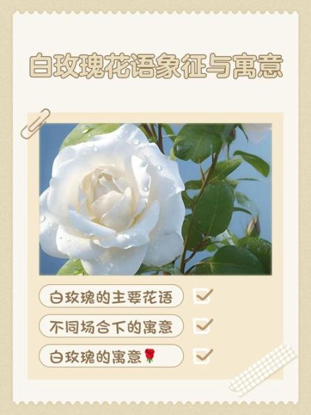 白玫瑰花语是什么_白玫瑰适合送谁-第1张图片-山城妙识 白玫瑰花语是什么_白玫瑰适合送谁-第1张图片-山城妙识