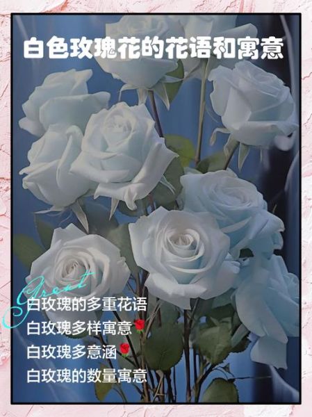 白玫瑰花语是什么_白玫瑰适合送谁-第2张图片-山城妙识 白玫瑰花语是什么_白玫瑰适合送谁-第2张图片-山城妙识