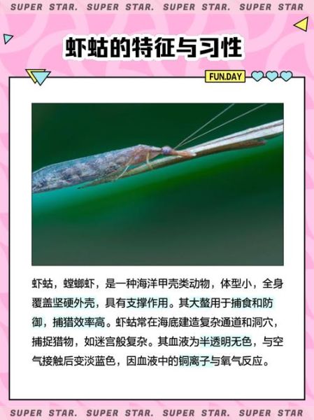 虾蛄为什么打不过螃蟹_虾蛄天敌有哪些-第1张图片-山城妙识