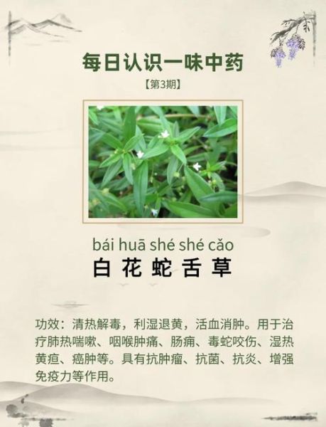 白花蛇草的功效与作用_白花蛇草能长期喝吗-第1张图片-山城妙识