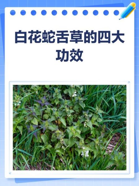 白花蛇草的功效与作用_白花蛇草能长期喝吗-第3张图片-山城妙识