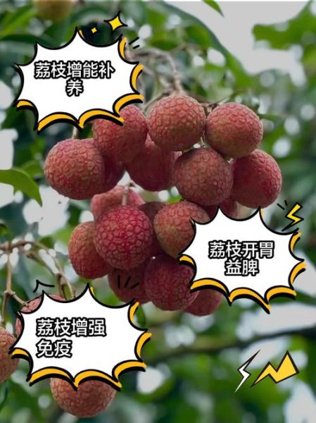 荔枝的功效与作用_吃荔枝会上火吗-第2张图片-山城妙识