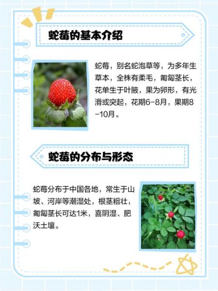 蛇莓为什么叫蛇莓_蛇莓名字的由来-第2张图片-山城妙识 蛇莓为什么叫蛇莓_蛇莓名字的由来-第2张图片-山城妙识