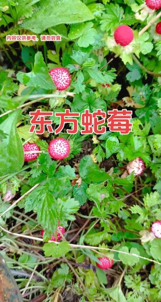 蛇莓为什么叫蛇莓_蛇莓名字的由来-第1张图片-山城妙识 蛇莓为什么叫蛇莓_蛇莓名字的由来-第1张图片-山城妙识