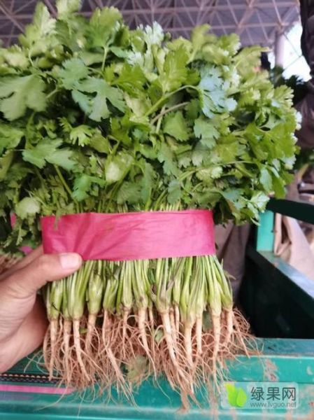 香菜网商城怎么样_香菜网商城靠谱吗-第2张图片-山城妙识