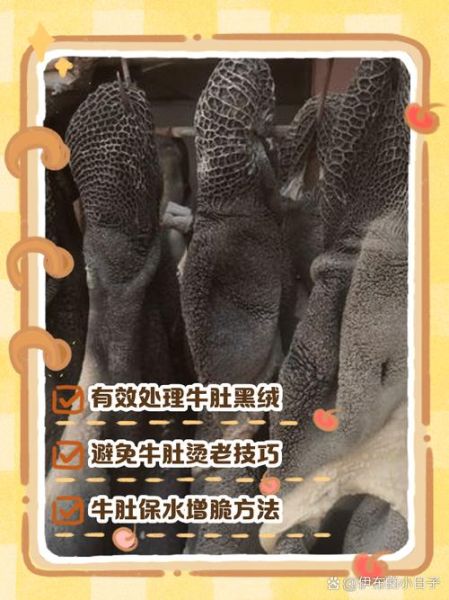 黑牛肚怎么清洗_黑牛肚怎么煮才脆-第1张图片-山城妙识 黑牛肚怎么清洗_黑牛肚怎么煮才脆-第1张图片-山城妙识