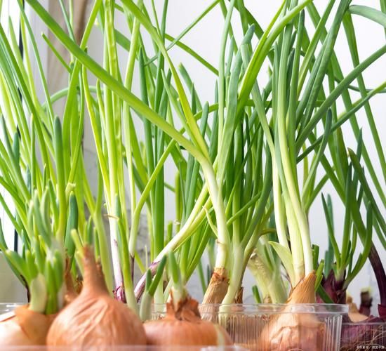 青蒜是什么_青蒜和大蒜的区别-第3张图片-山城妙识 青蒜是什么_青蒜和大蒜的区别-第3张图片-山城妙识