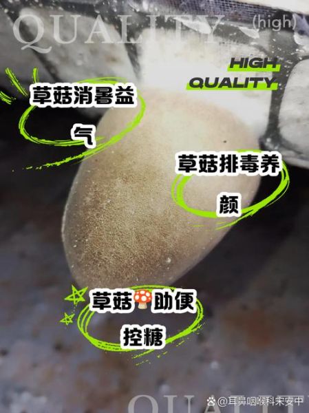 草菇的功效与作用_草菇能提高免疫力吗-第1张图片-山城妙识