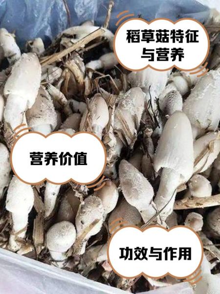 草菇的功效与作用_草菇能提高免疫力吗-第2张图片-山城妙识